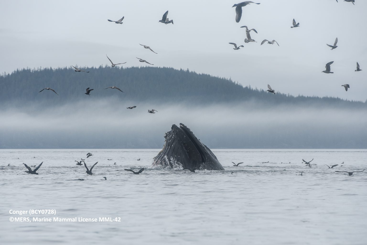 Research | MERS Marine Education & Research Society